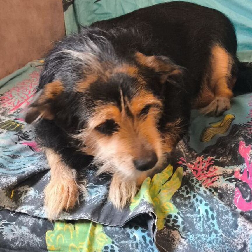 Взрослая собака в добрые руки