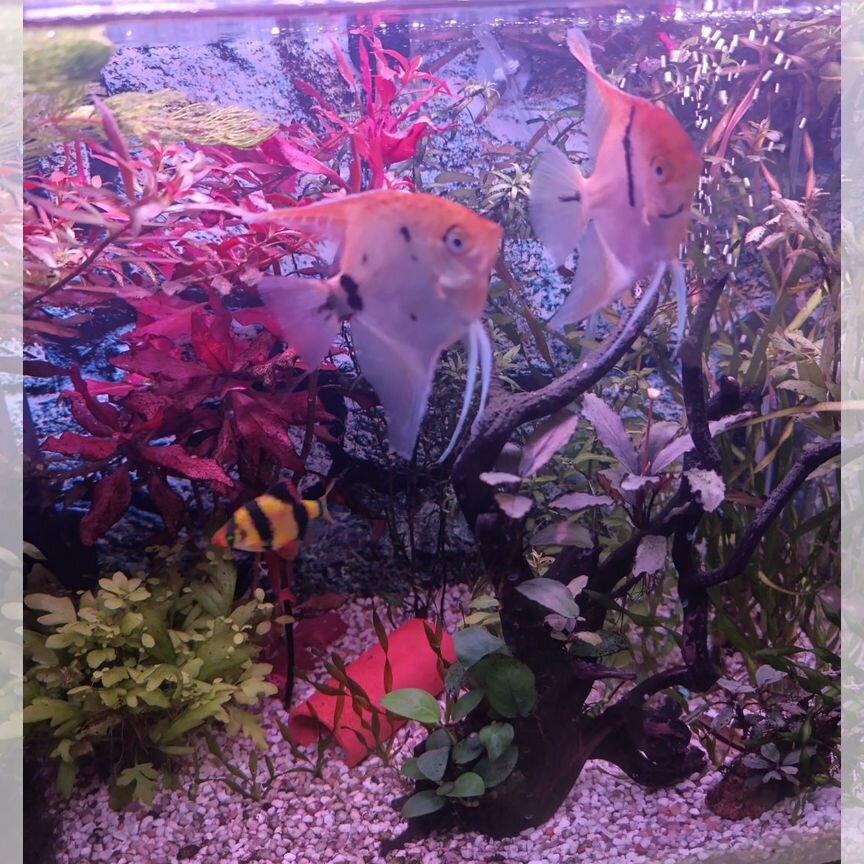 Продам аквариумных рыбок