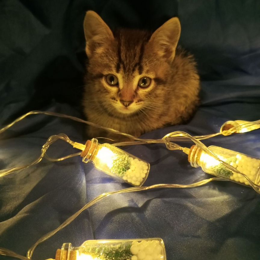 Отдам в добрые руки котят