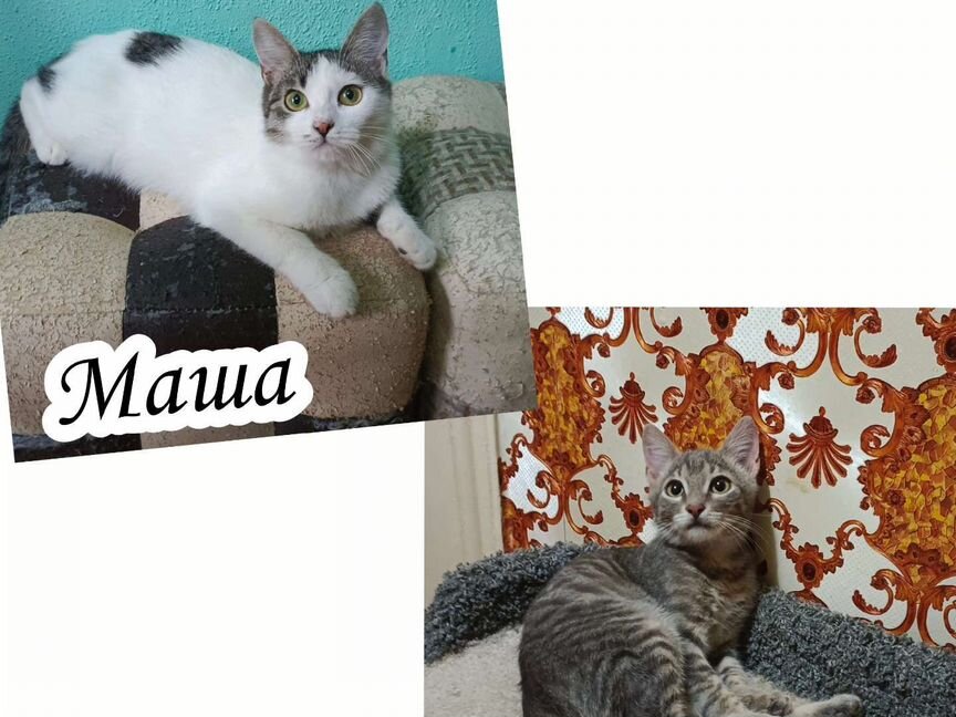 Мы ищем семью