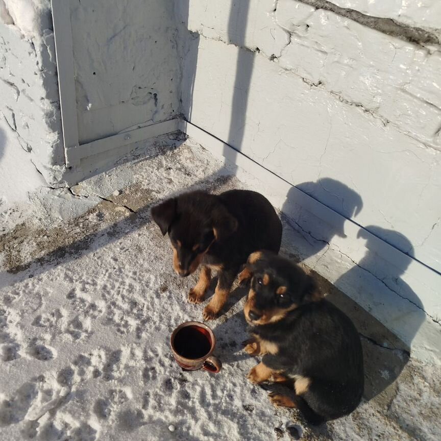 Щенок в добрые руки