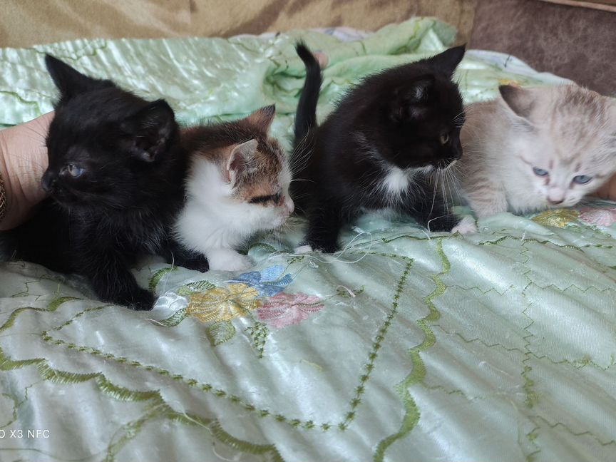 Котята в добрые руки бесплатно
