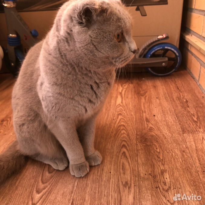 Отдам в добрые руки британка вислоухая