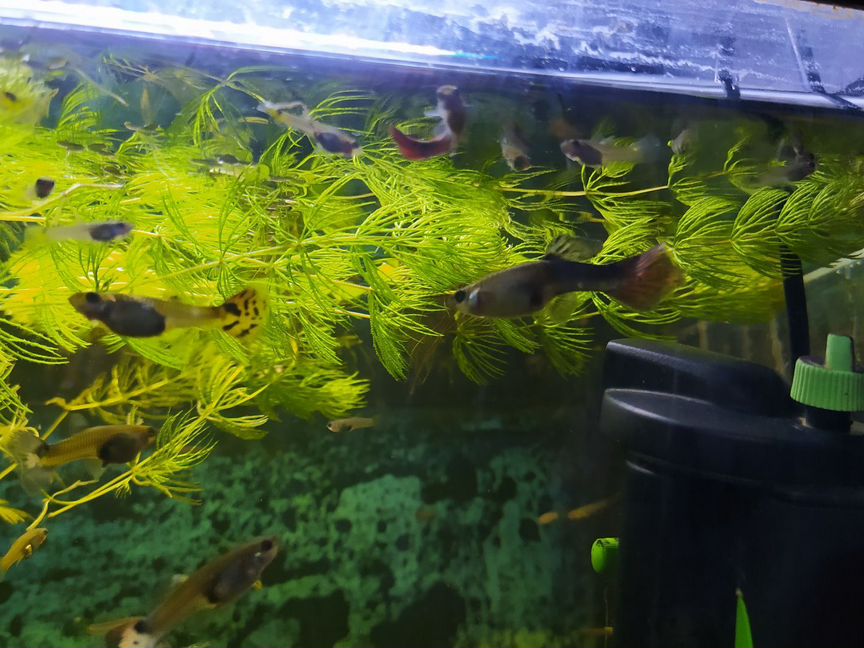 Роголистник, Сальвиния для аквариума