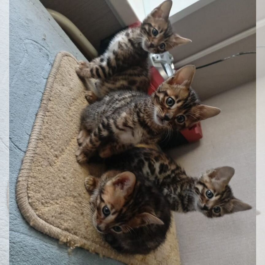 Бенгальские котята