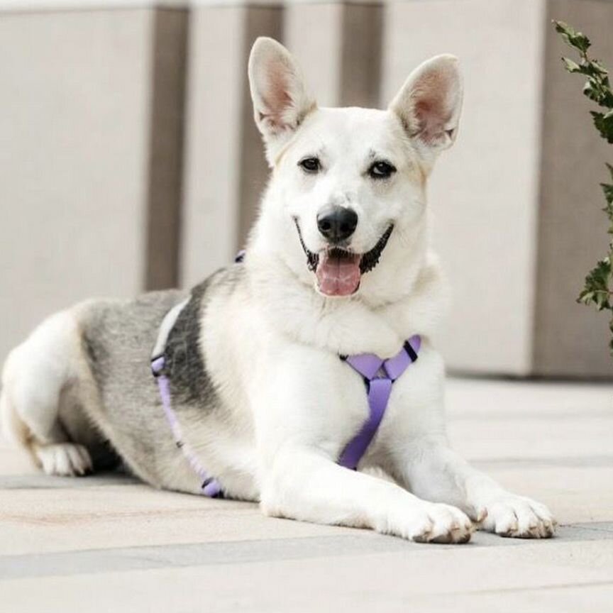 Взрослый пёс в добрые руки