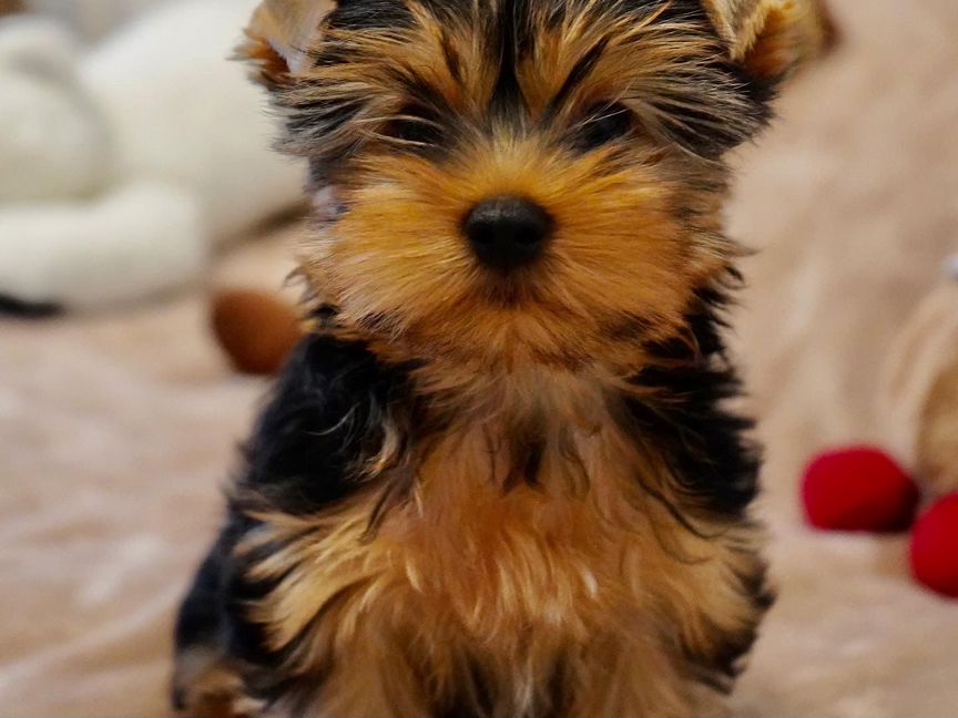 Йоркширский терьер щенки