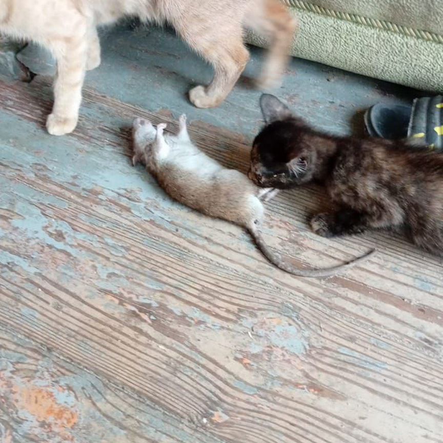 Котята в добрые руки