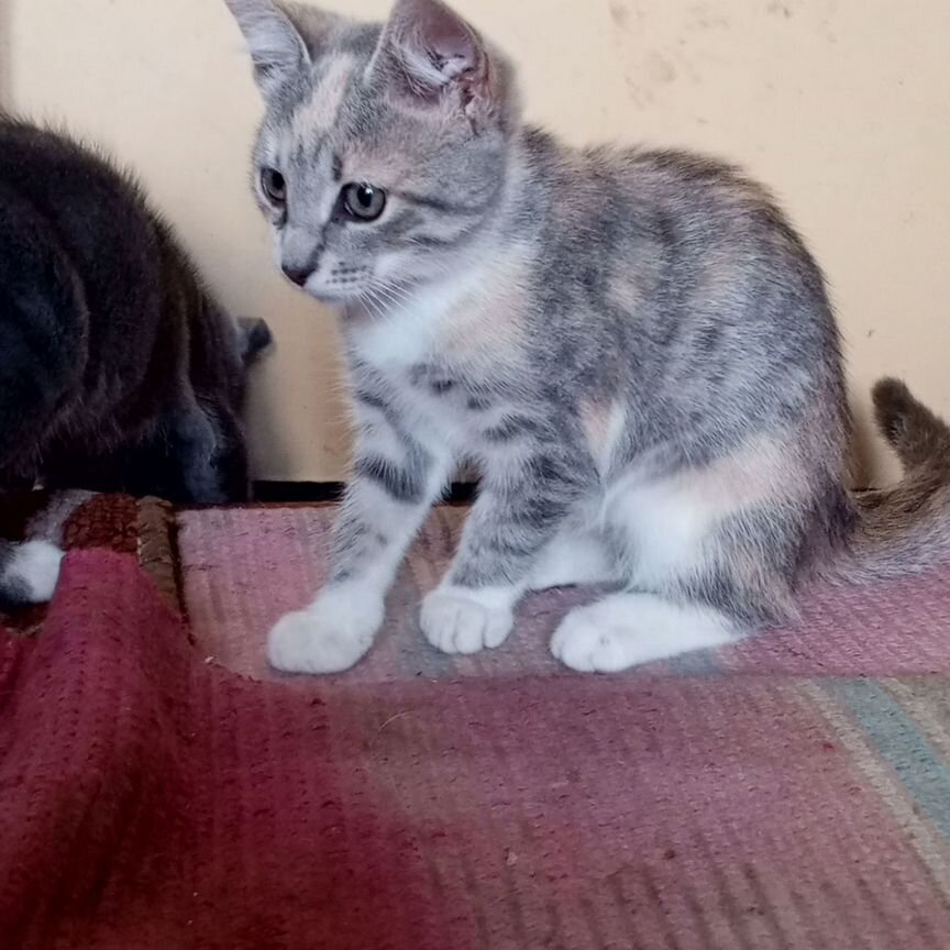 Котёнок 4мес