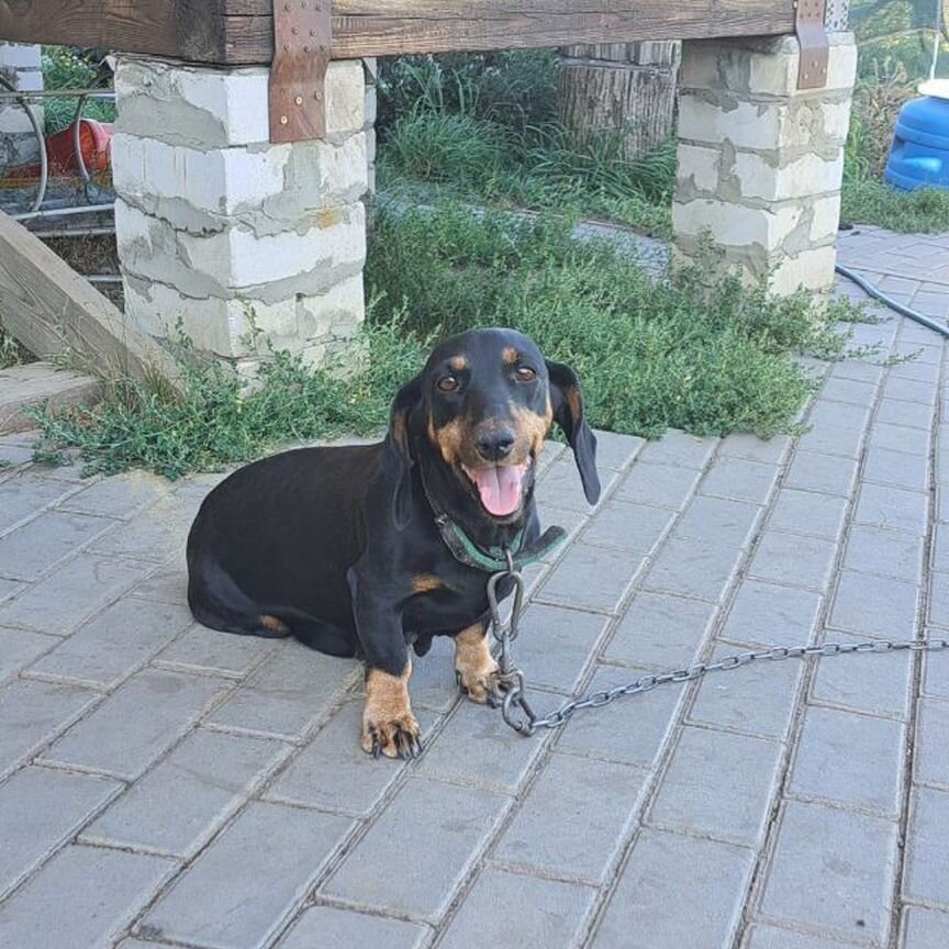 Отдам бесплатно в хорошие руки