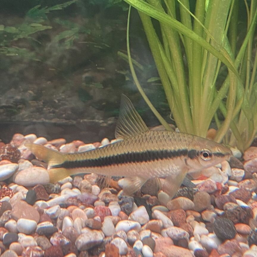 Сиамский водорослеед