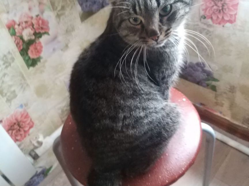 Кошки в добрые руки бесплатно