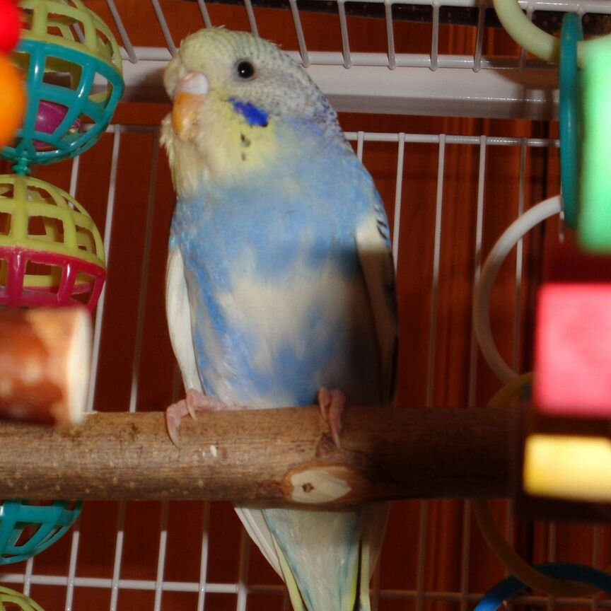 Птенцы волнистого попугая (получехи)