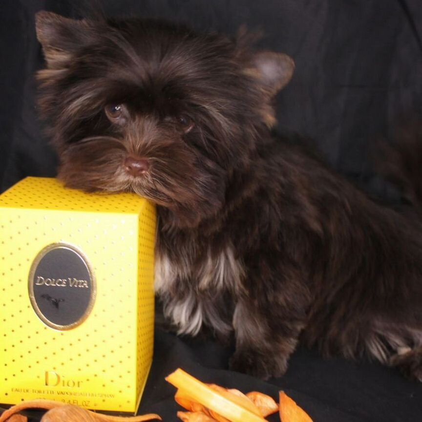 Йоркширский терьер мини мальчики