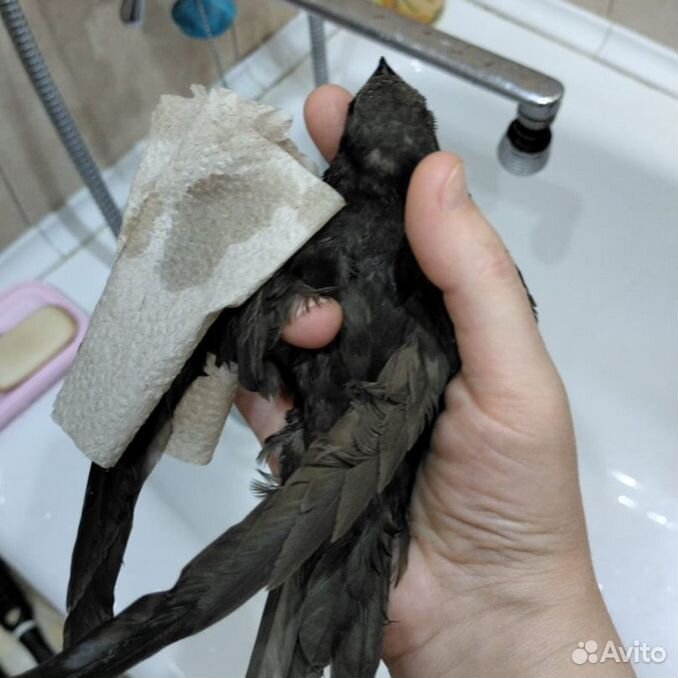 Птенец ласточки крыло сломано