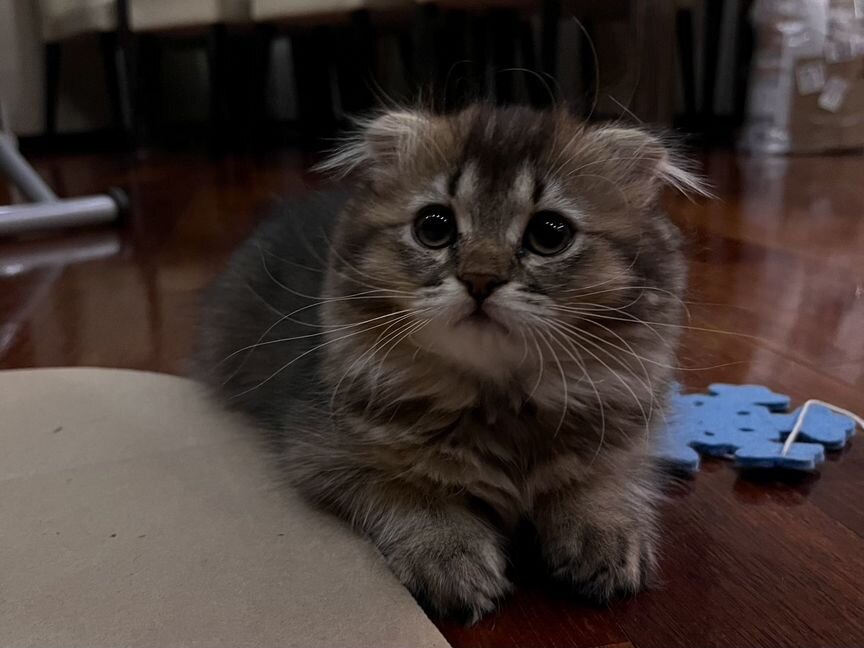 Шотландский вислоухий котенок