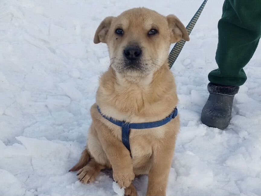 Щенок в добрые руки