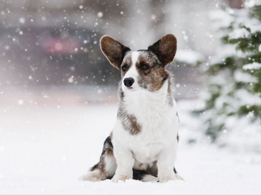 Вельш корги, мальчик