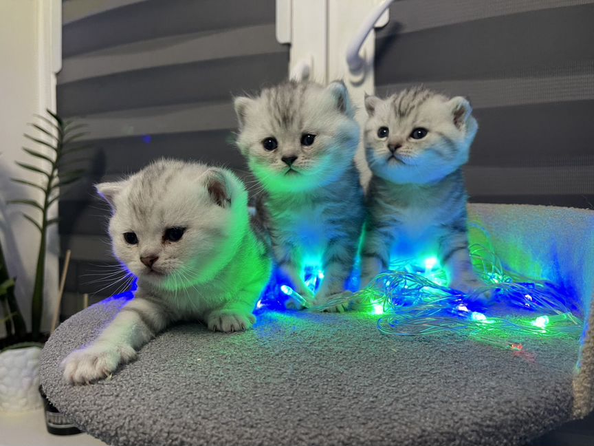 Шотландские вислоухие котята