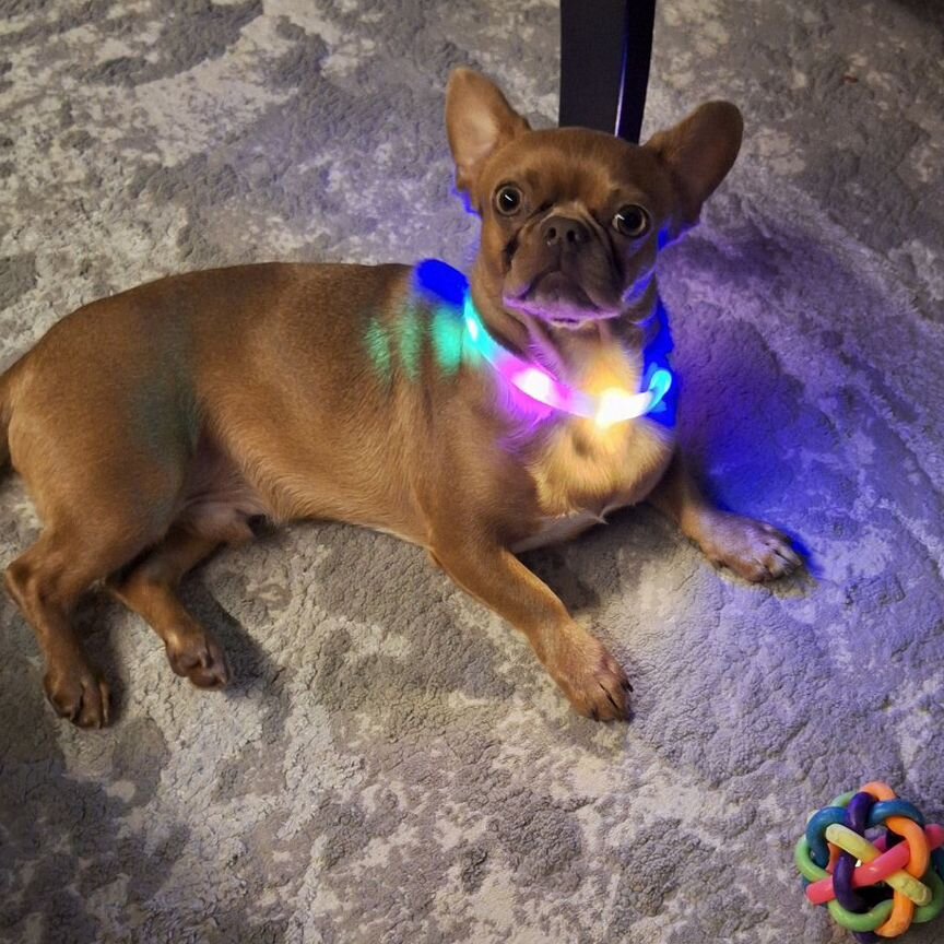 Чихуахуа, щенок