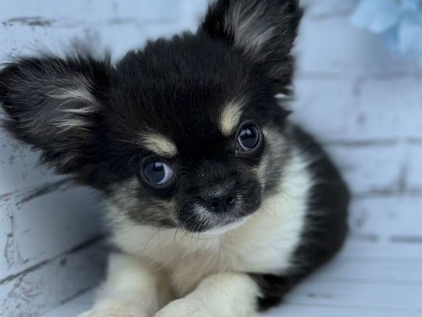 Высокопородистый щенок чихуахуа