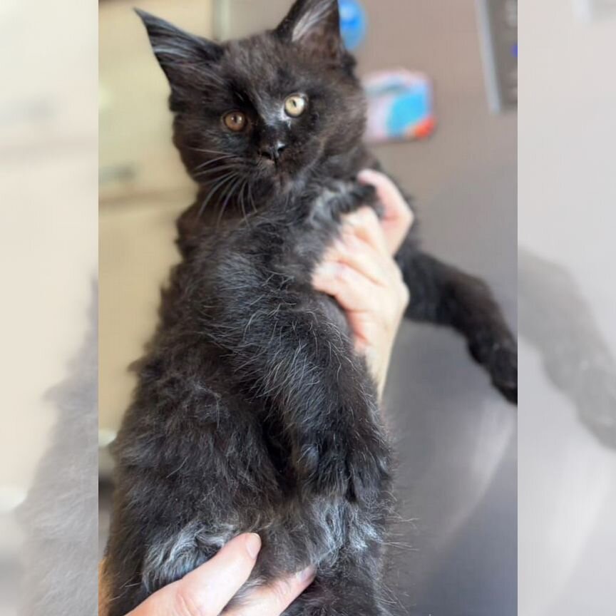 Мейн-кун котёнок