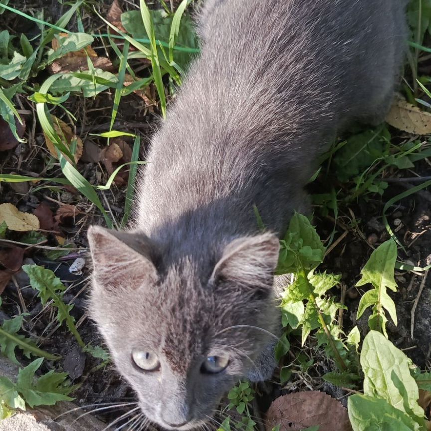 Котенок мальчик в добрые руки