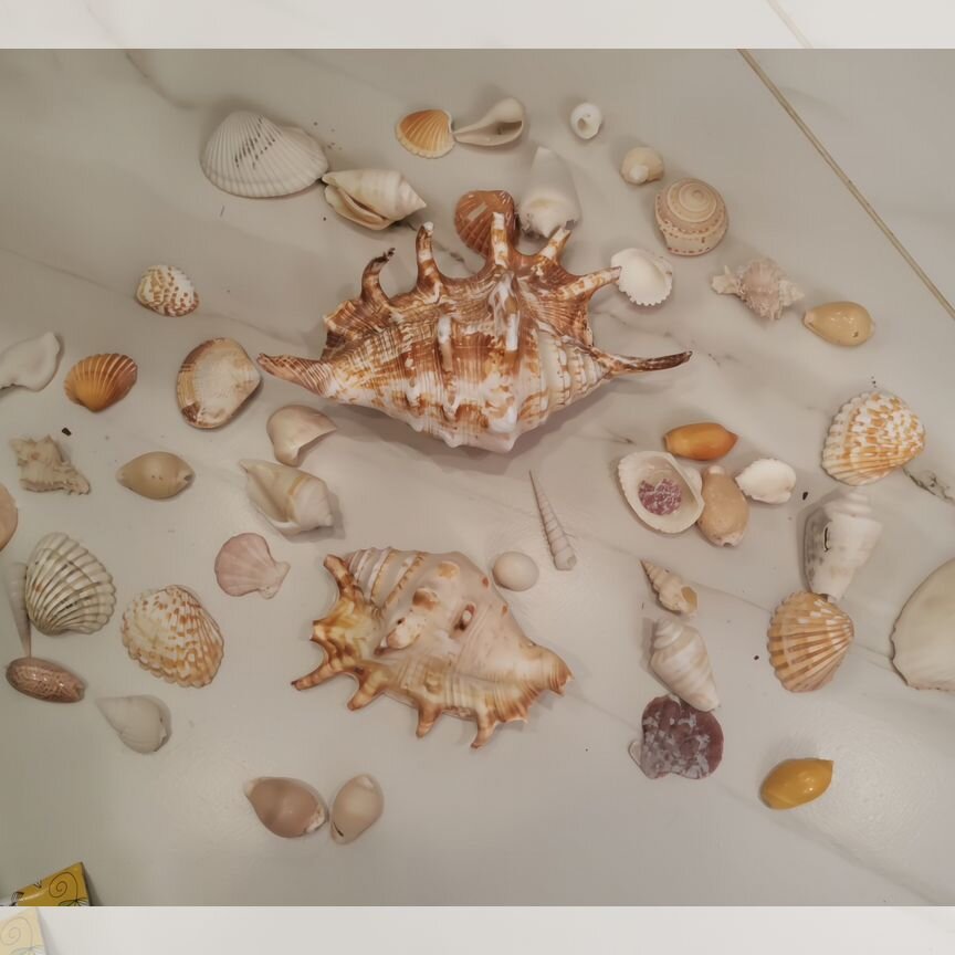 Ракушки для поделок декора аквариума
