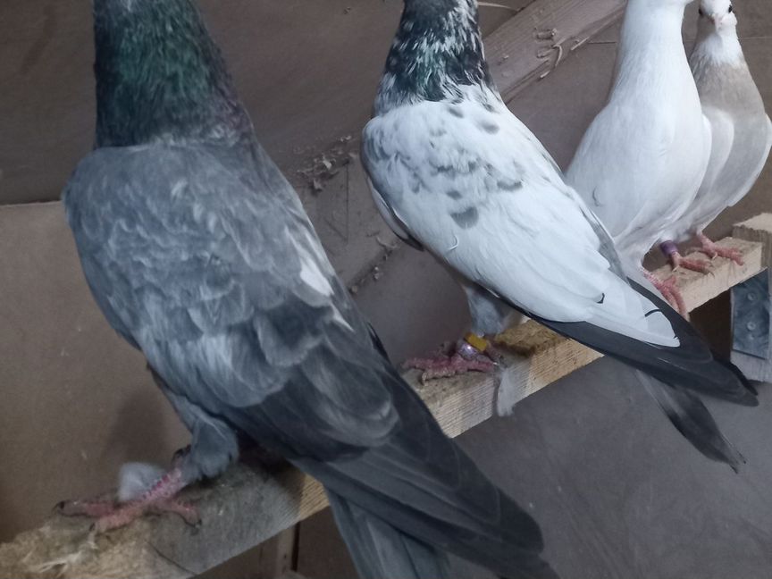 Пакистанские голуби