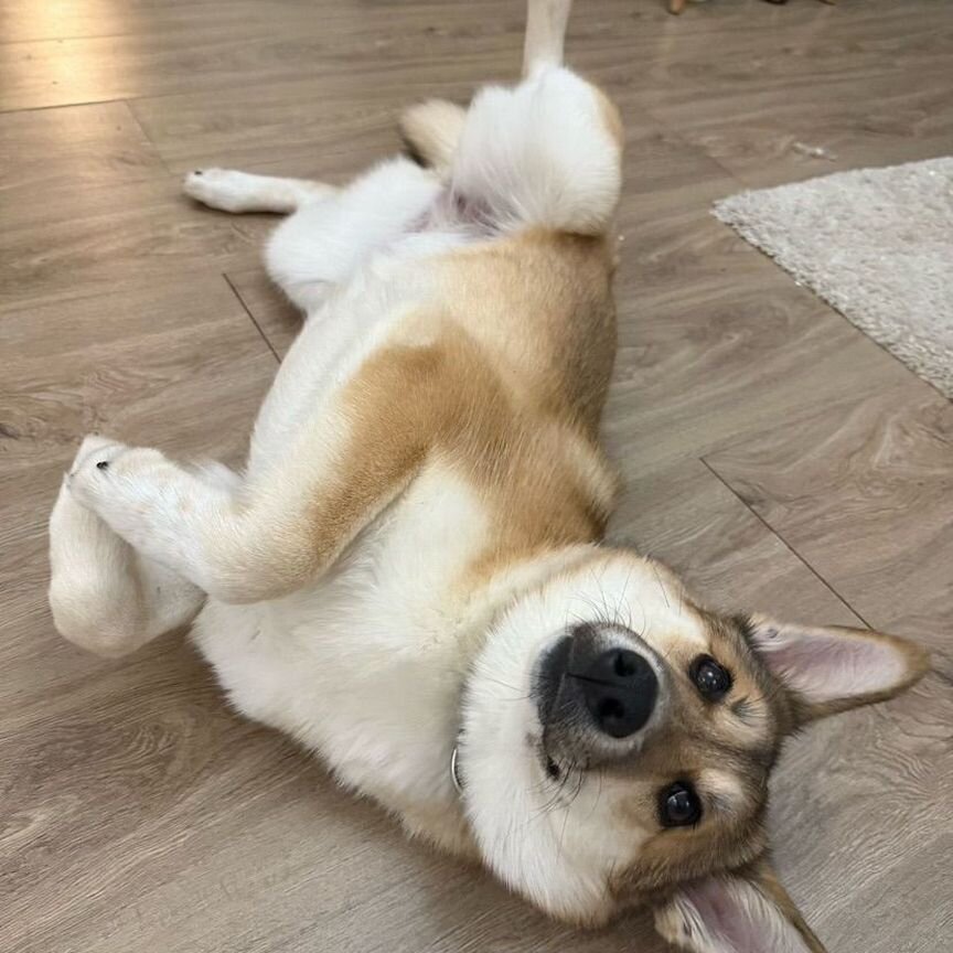 Собака в добрые руки