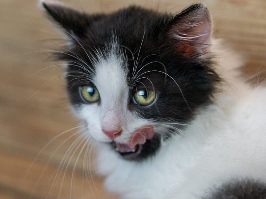 Котенок девочка в дар 1,5 мес