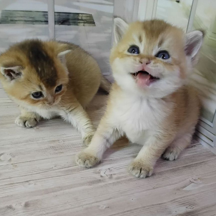 Шоколадные котята