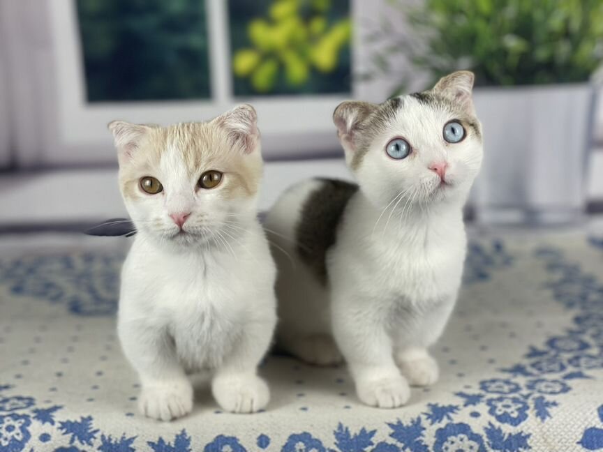 Котята манчкин
