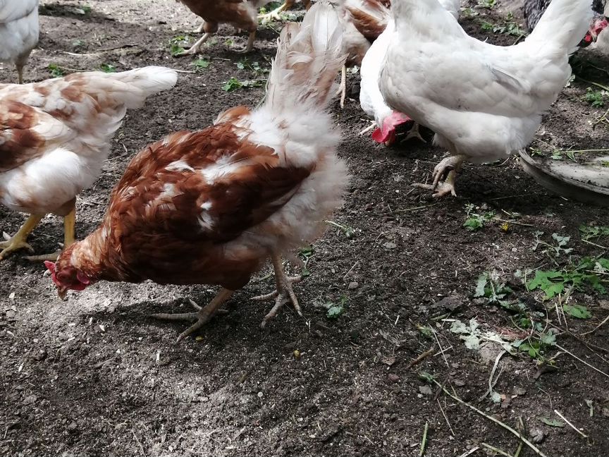 Куры несушки 11 мес