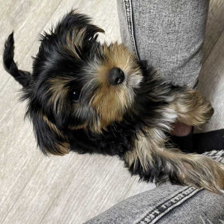 Йоркширский терьер, щенок