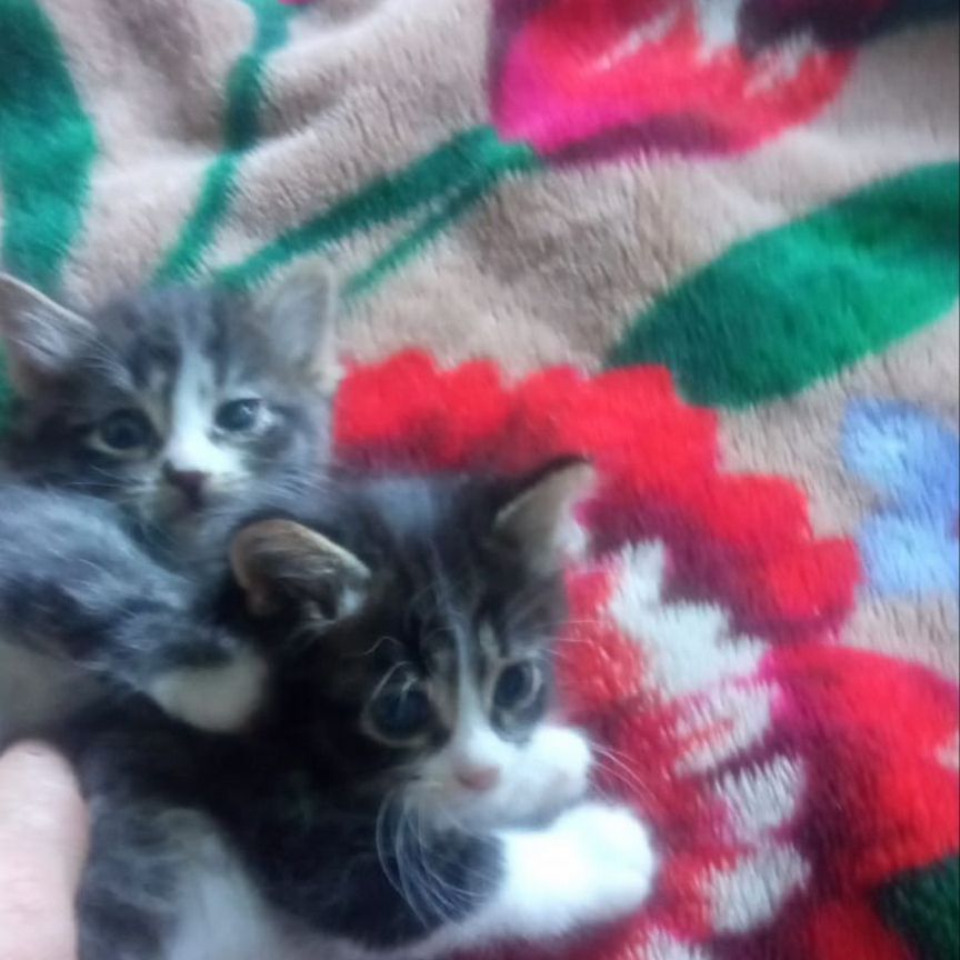 Котята в добрые руки