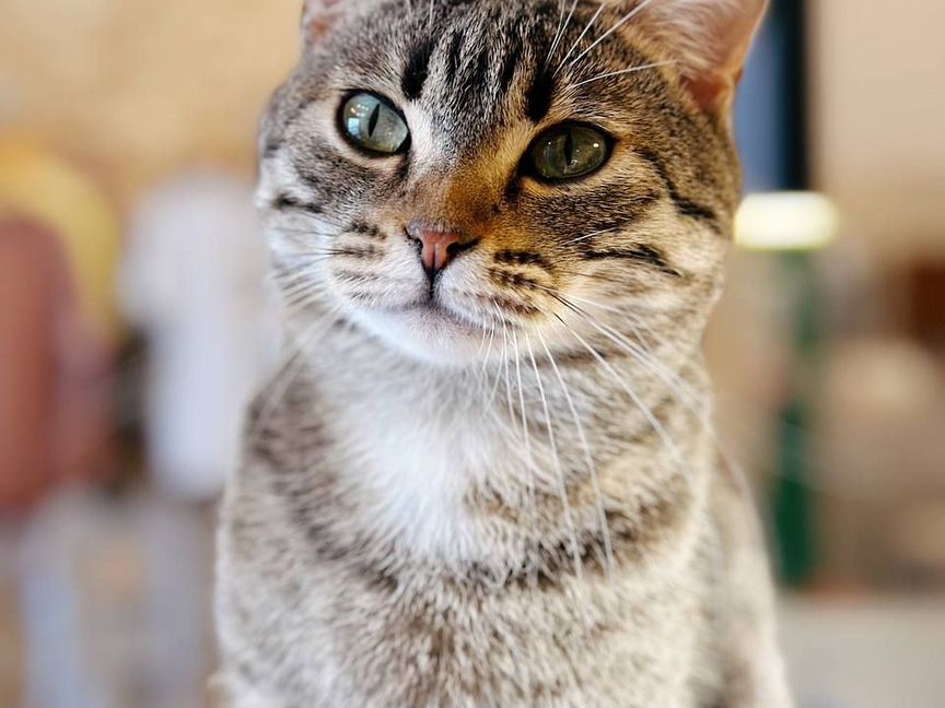Кошечка Рей ищет дом