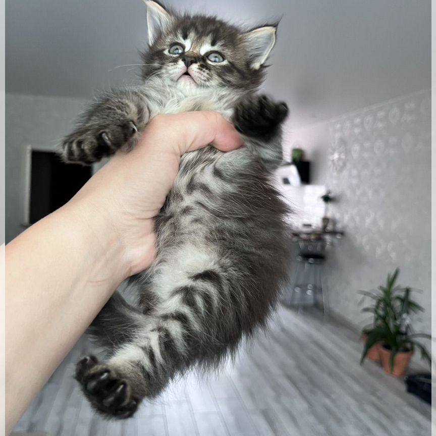 Сибирский котёнок