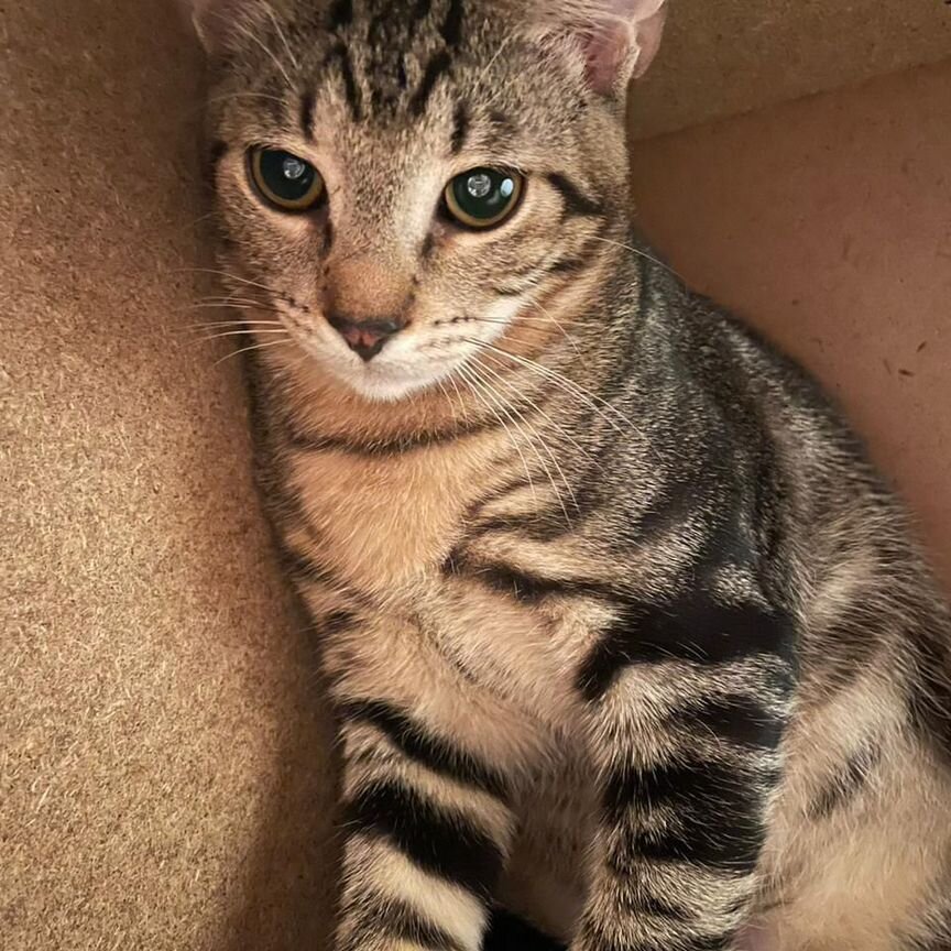 Котёнок 6 мес мальчик тигрёнок