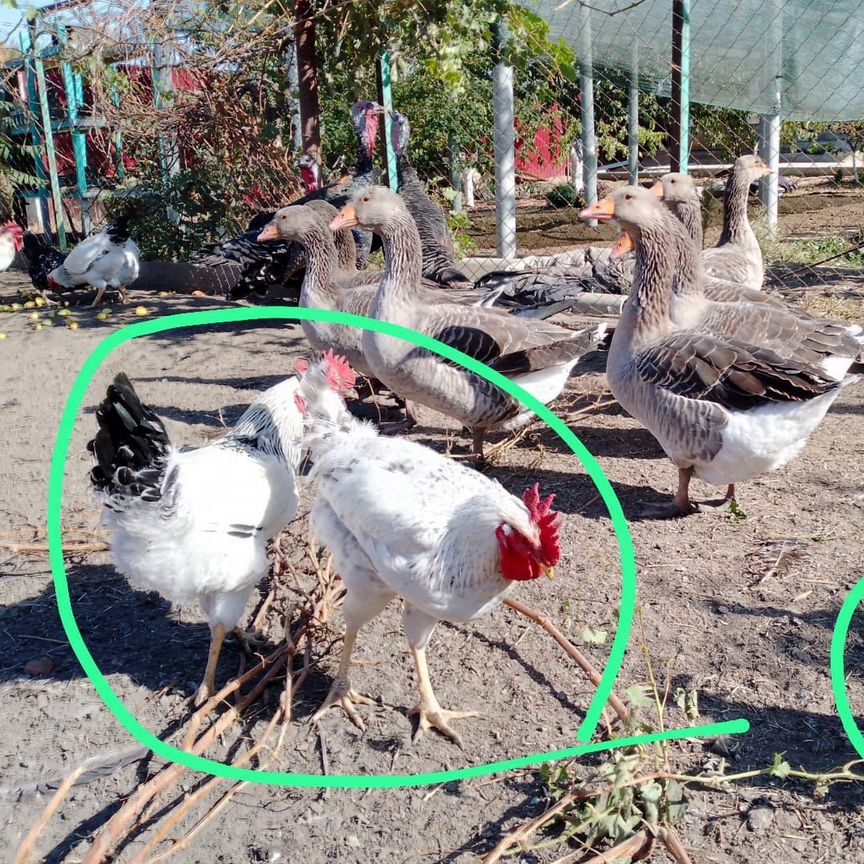 Петухи породные