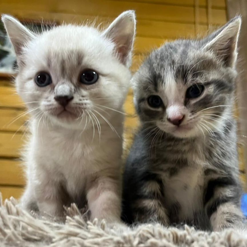 Котята в добрые руки