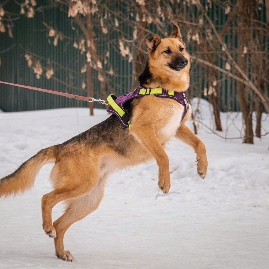 Супер пес из приюта