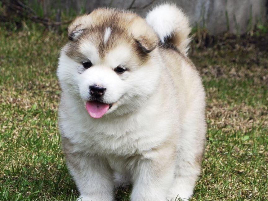 Щенки маламута отборного разведения