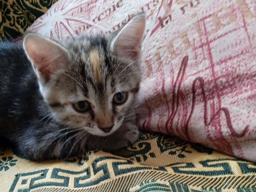 Котята бесплатно