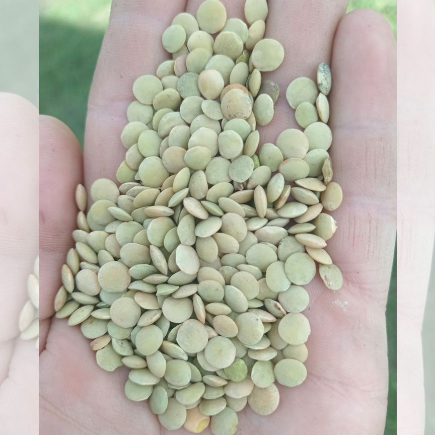 Чечевица зеленая