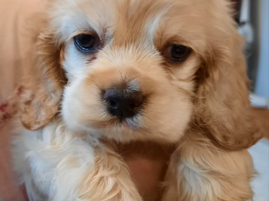 Американский Кокер спаниель