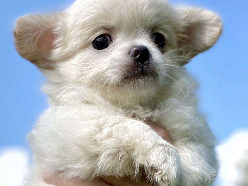 Девочка Шик крем дш (доставка)