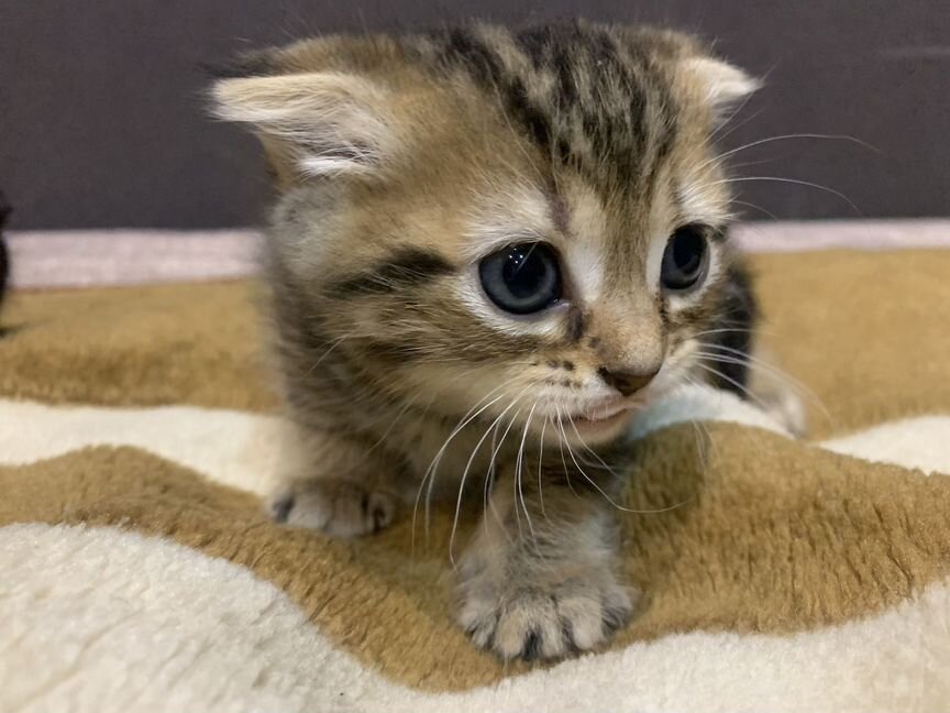 Вислоухие котята