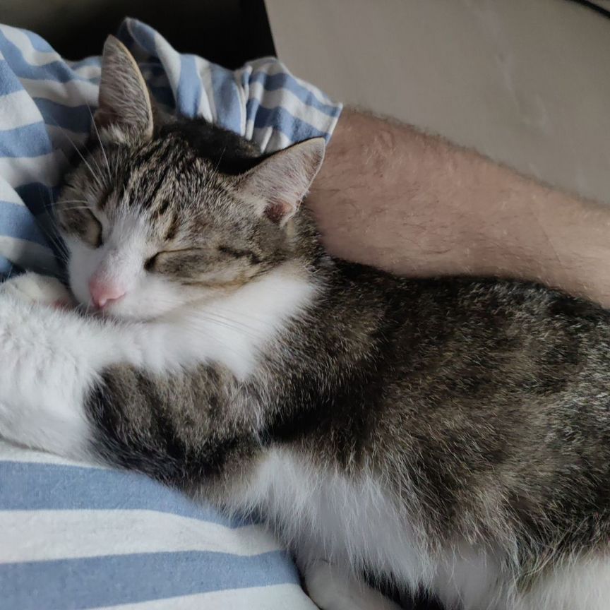 Отдам в добрые руки кошку