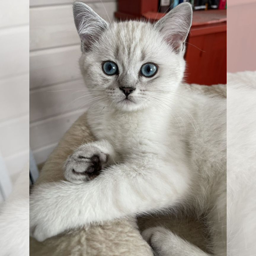 Шотландский прямоухий короткошёрстный котёнок